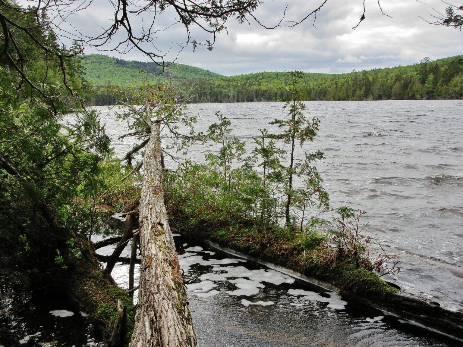 Big Reed: Maine’s Ancient Forest - Wendy Weiger, MD, PhD